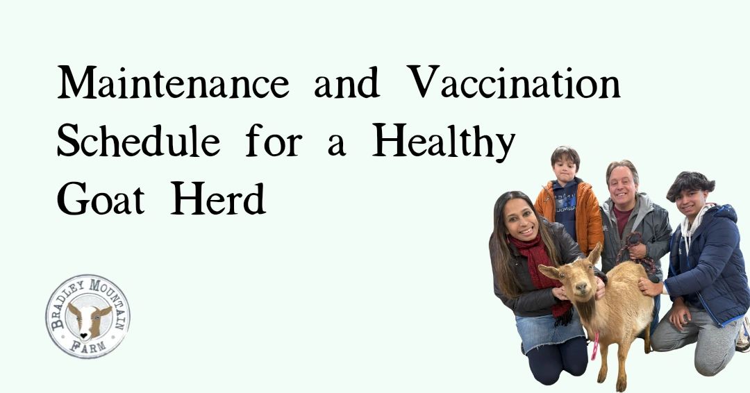 Maintenance and Vaccination Schedule for a Healthy Goat Herd